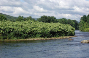 Japanese Knotweed – Invasive in Connecticut