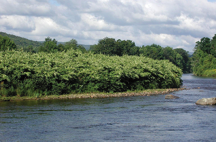 Japanese Knotweed – Invasive in Connecticut