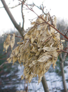 Ailanthus altissima – Not So Heavenly
