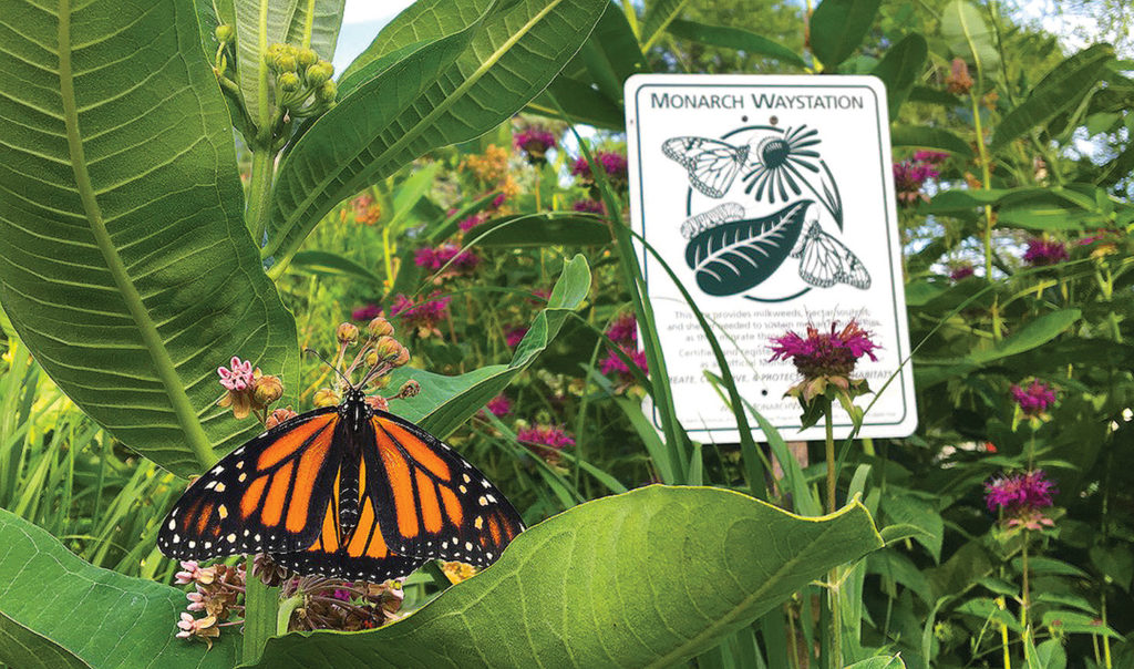 Monarch Update