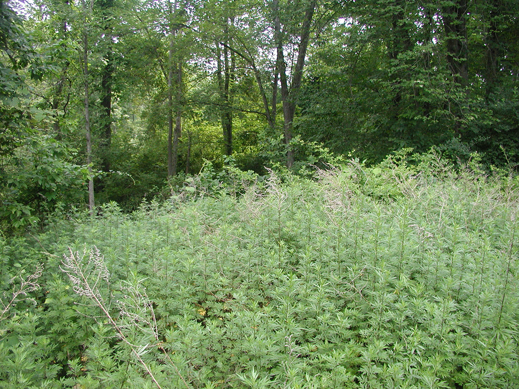 Invasive Garlic Mustard