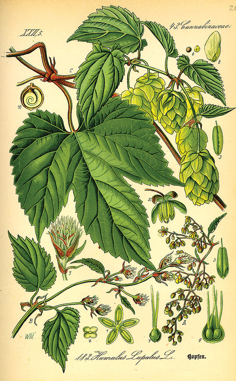 In Search of Native Hops