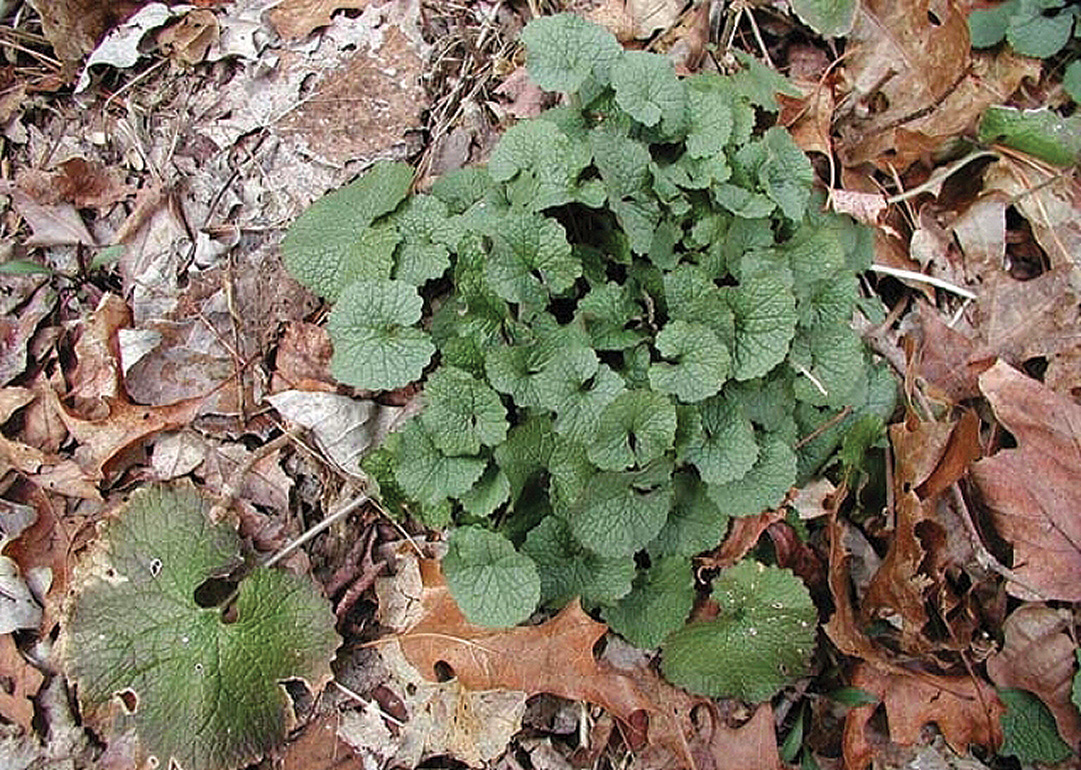 Invasive Garlic Mustard