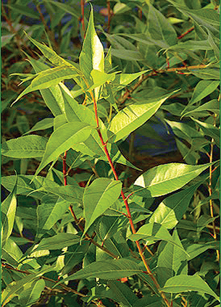 The Wild & Diverse World of Willows