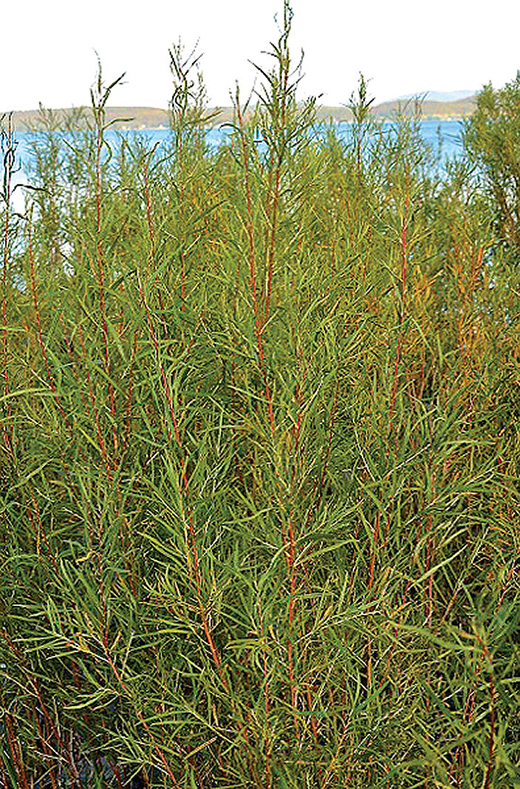 The Wild & Diverse World of Willows