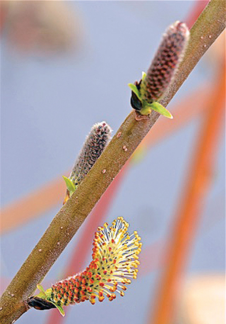 The Wild & Diverse World of Willows