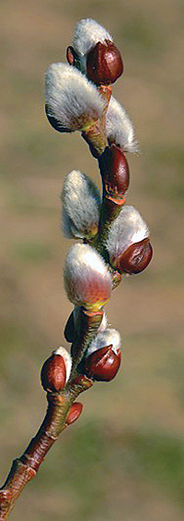 The Wild & Diverse World of Willows