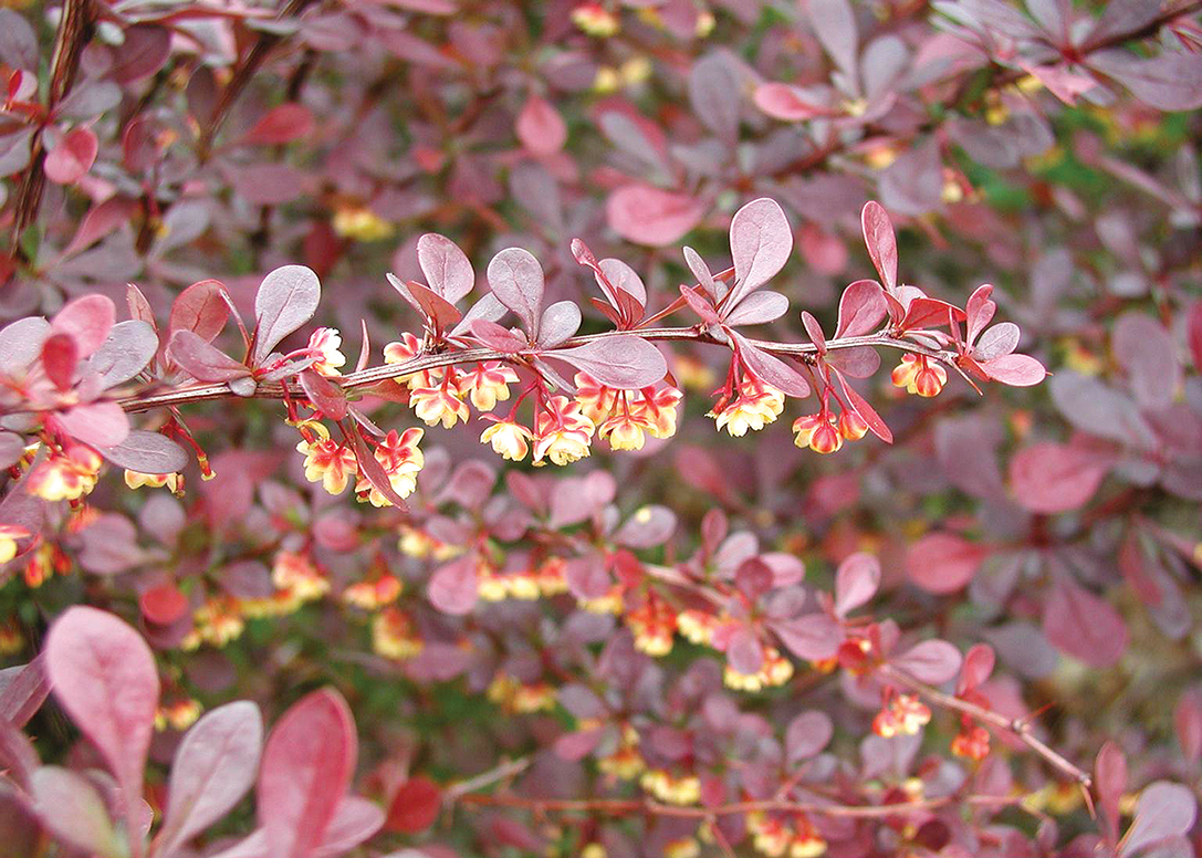 Invasive Japanese Barberry