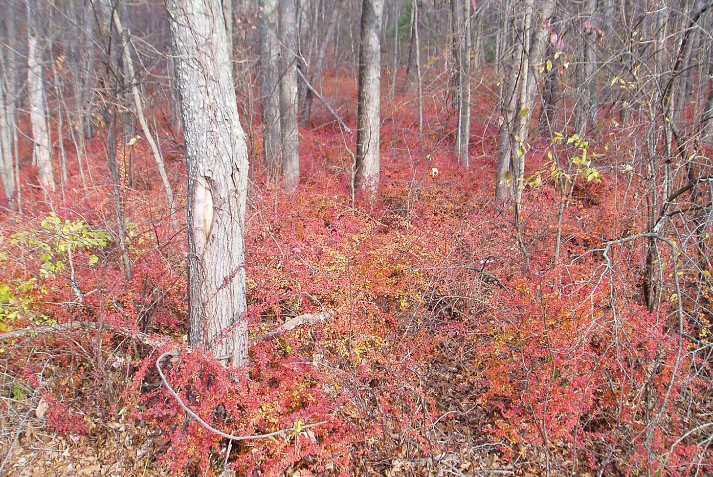 Invasive Japanese Barberry