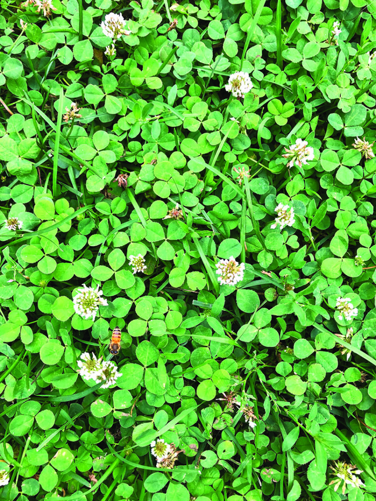 Clover – Back in Style