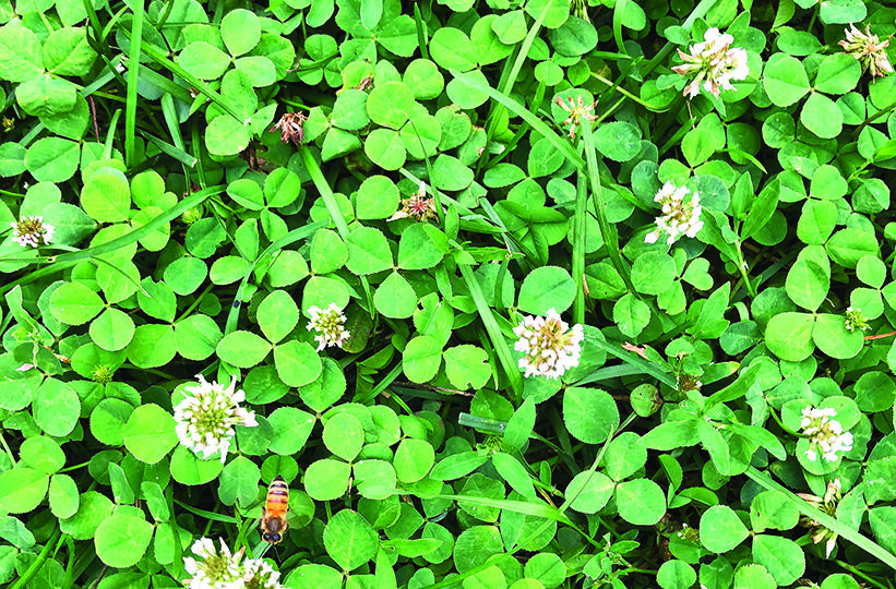 Invasive Management in May & June