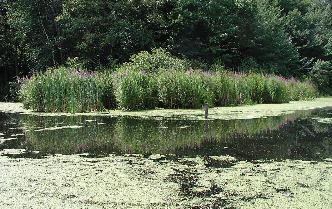 Invasive Purple Loosestrife