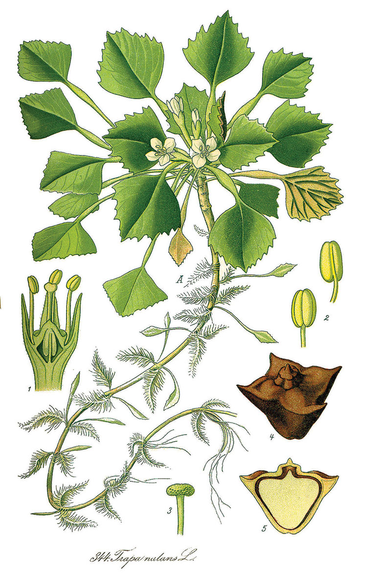 Invasive Water Chestnut
