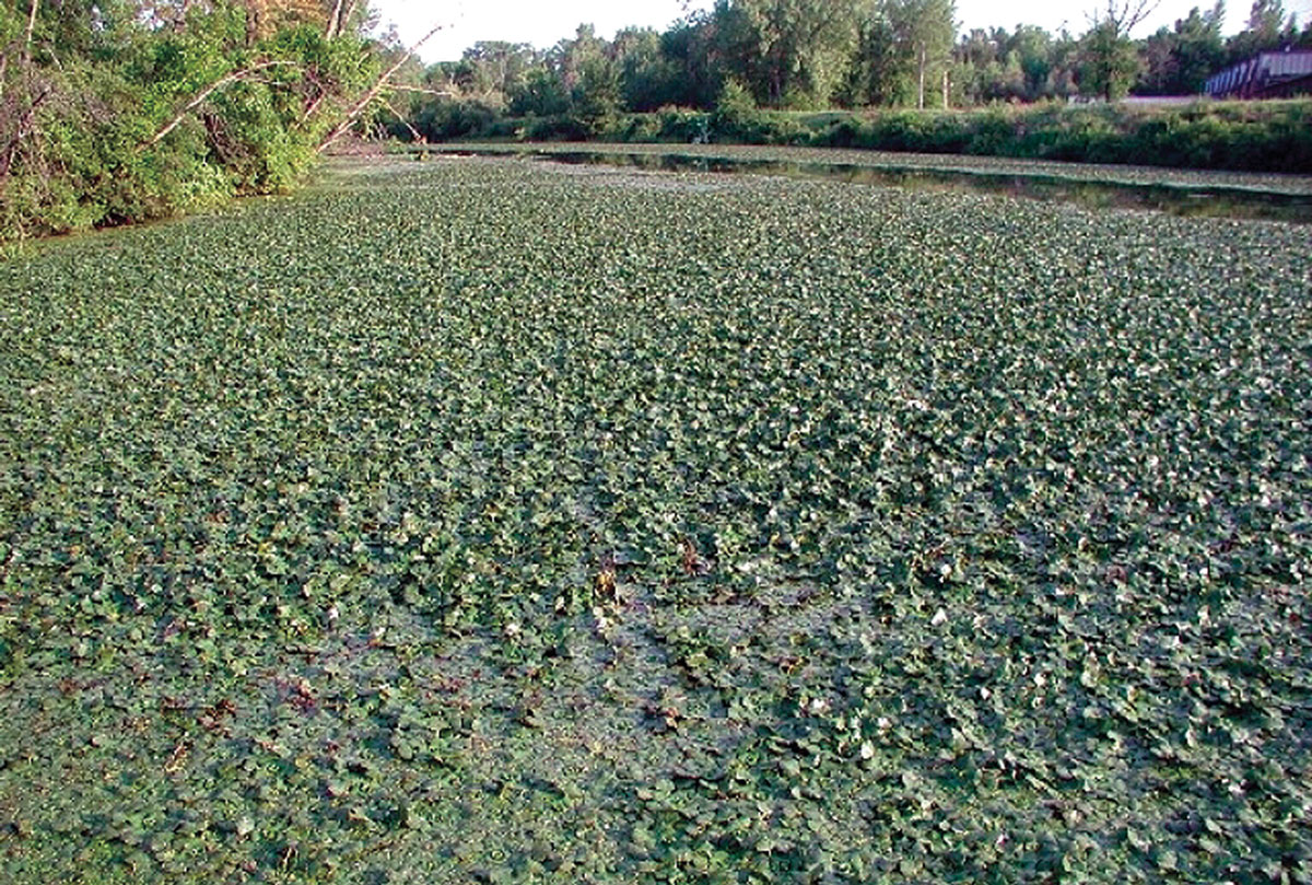 Invasive Water Chestnut