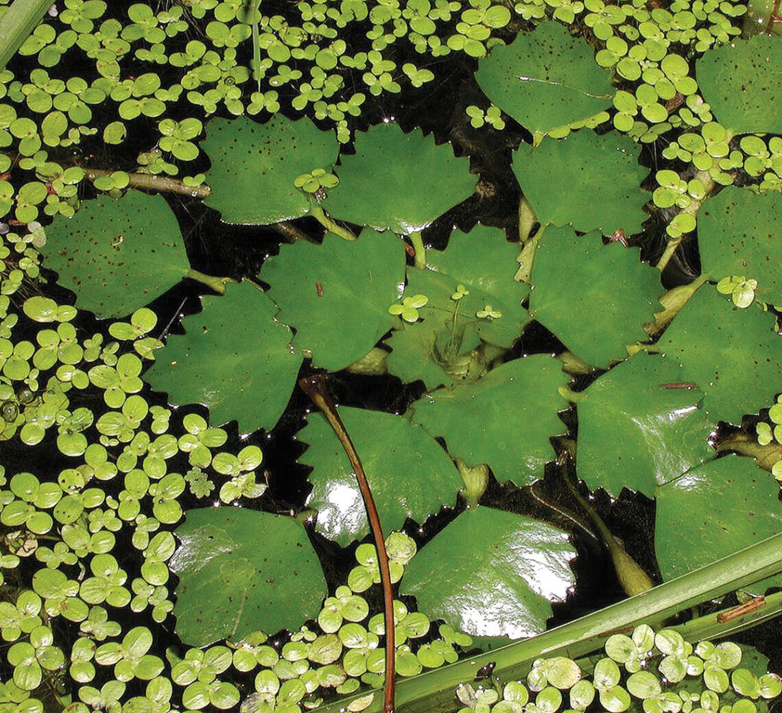 Invasive Water Chestnut