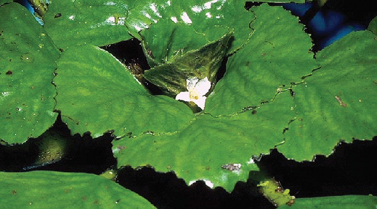 Invasive Water Chestnut
