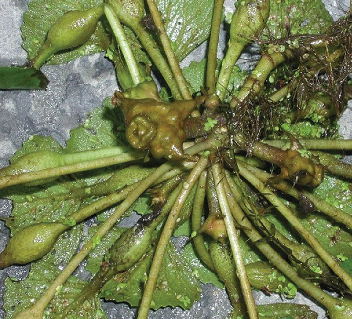 Invasive Water Chestnut