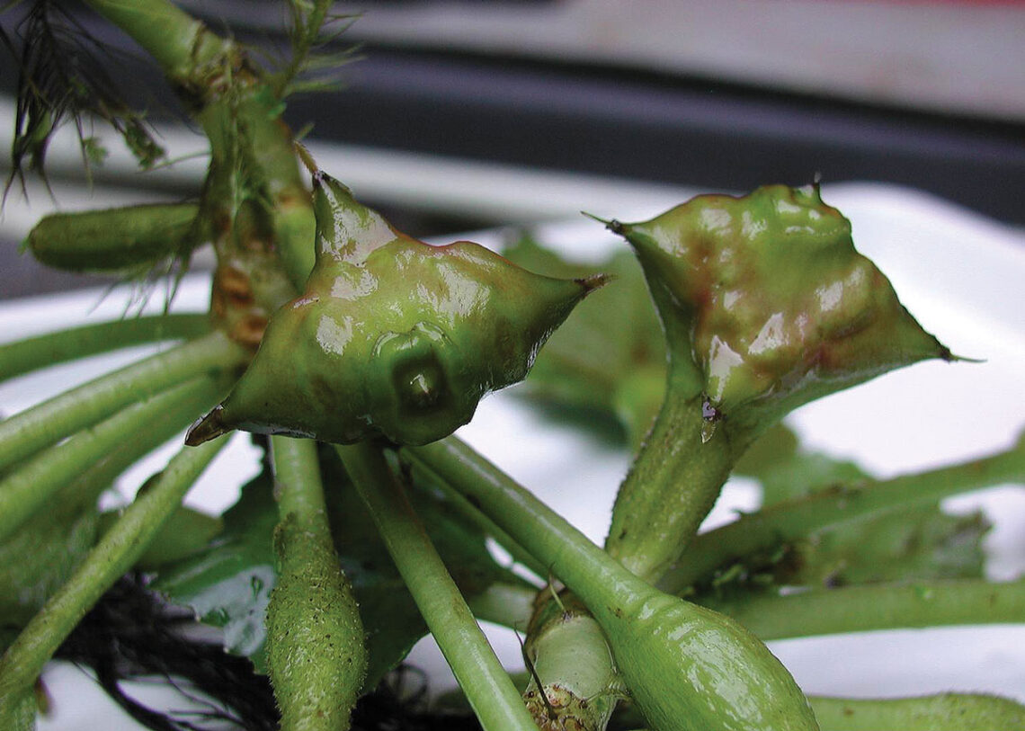 Invasive Water Chestnut