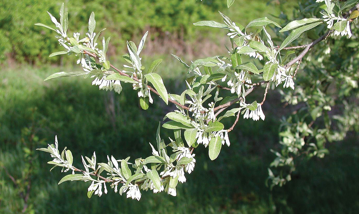 Invasive Autumn Olive