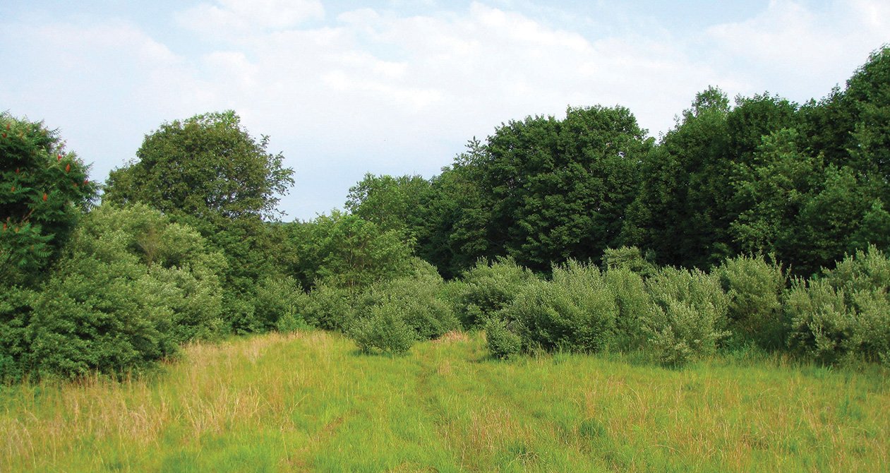 Invasive Autumn Olive
