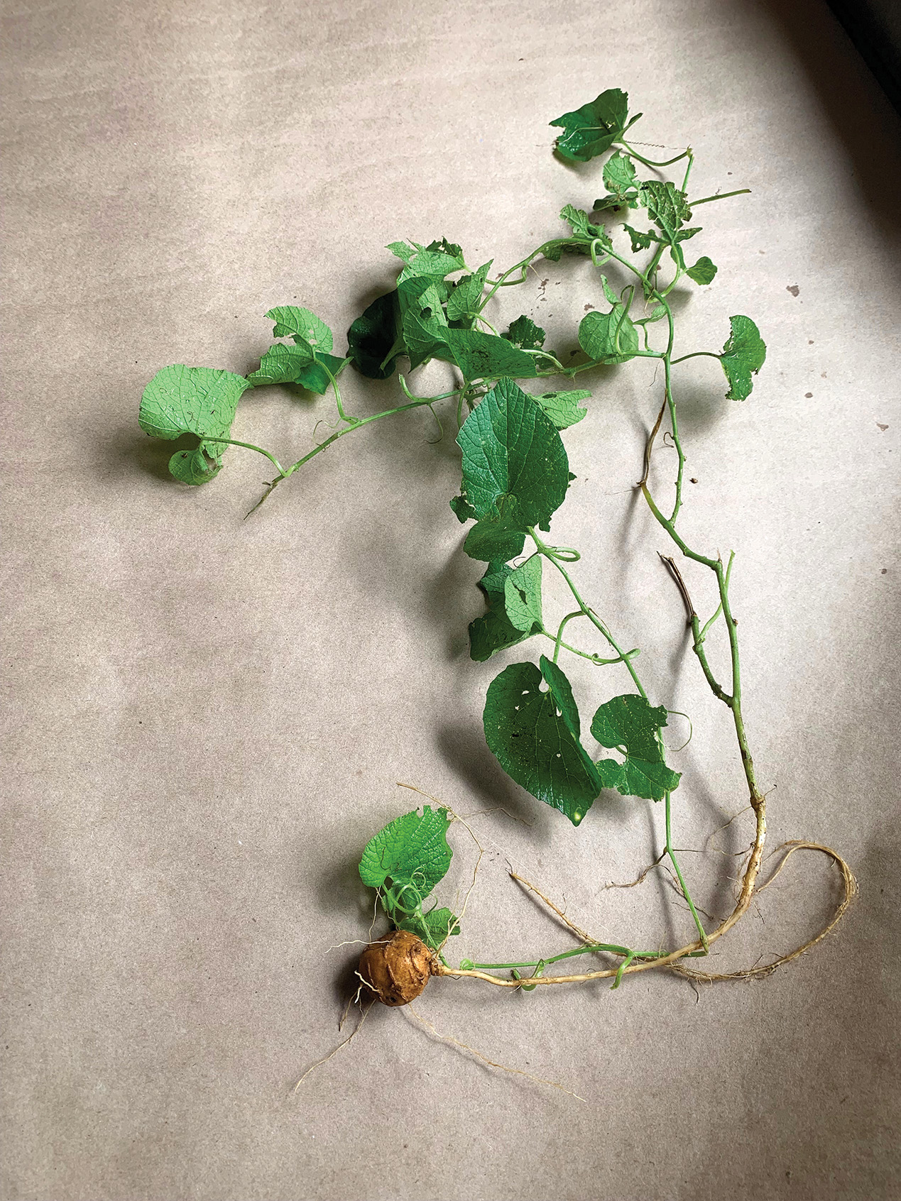 Goldencreeper Found in Kent