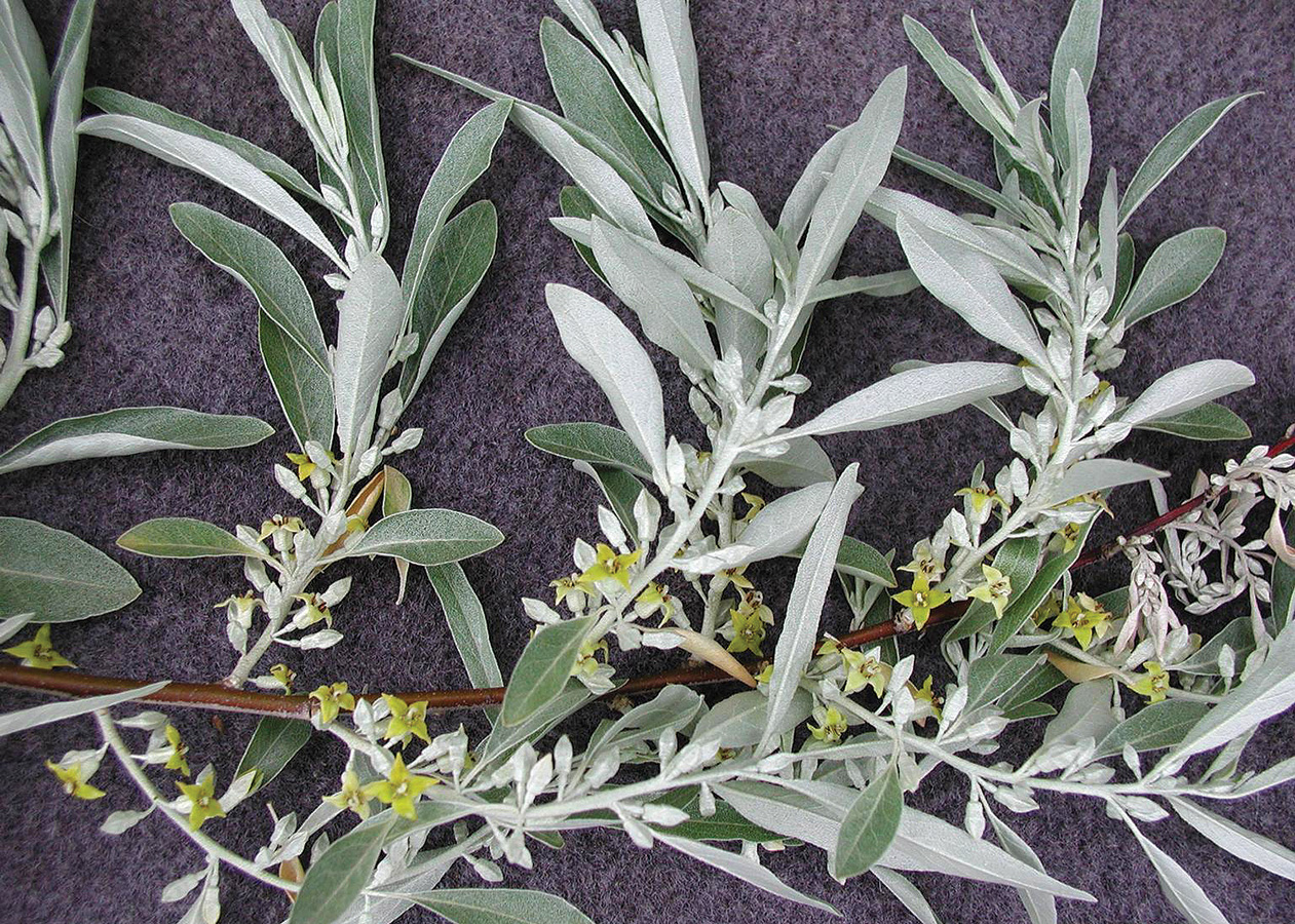 Invasive Russian Olive