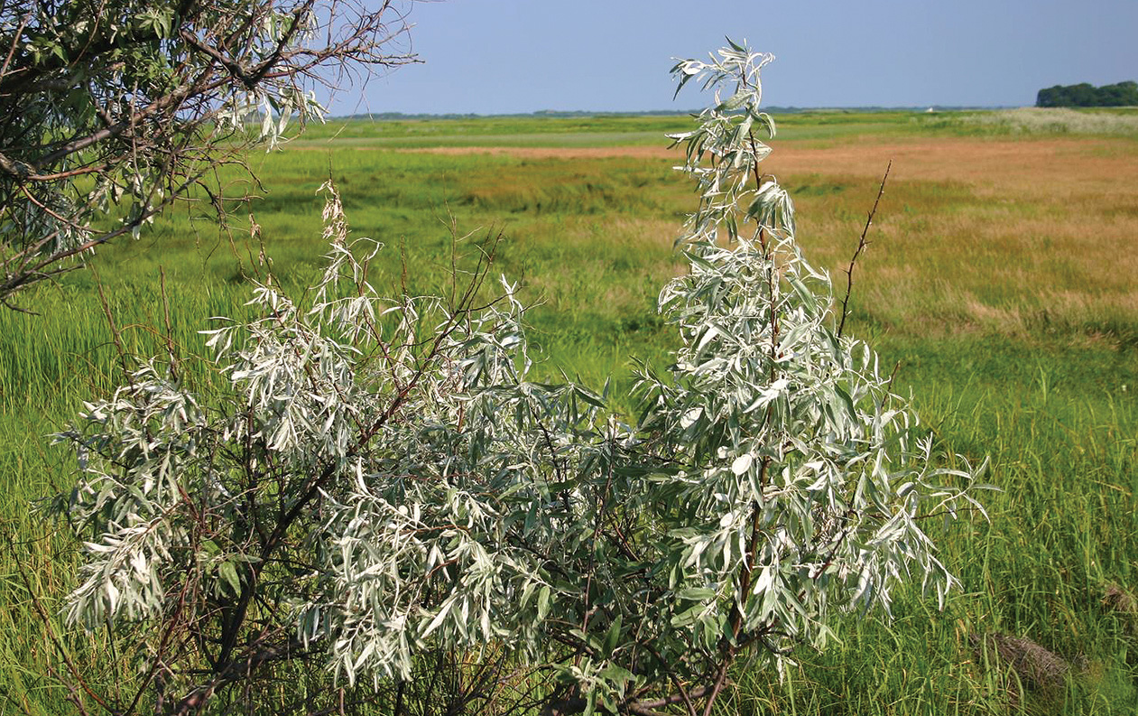 Invasive Russian Olive