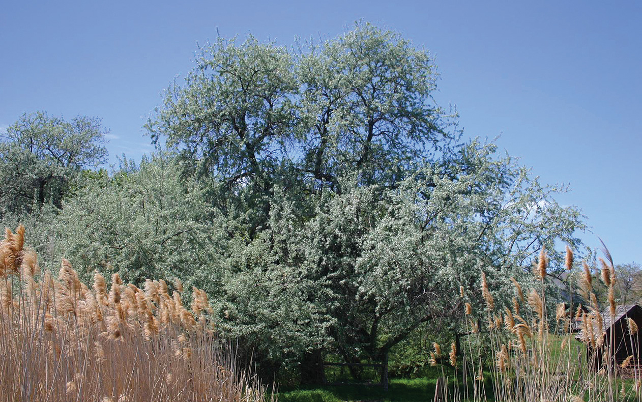 Invasive Russian Olive