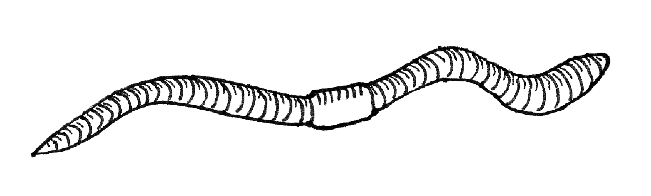 Earthworm Clipart Black And White