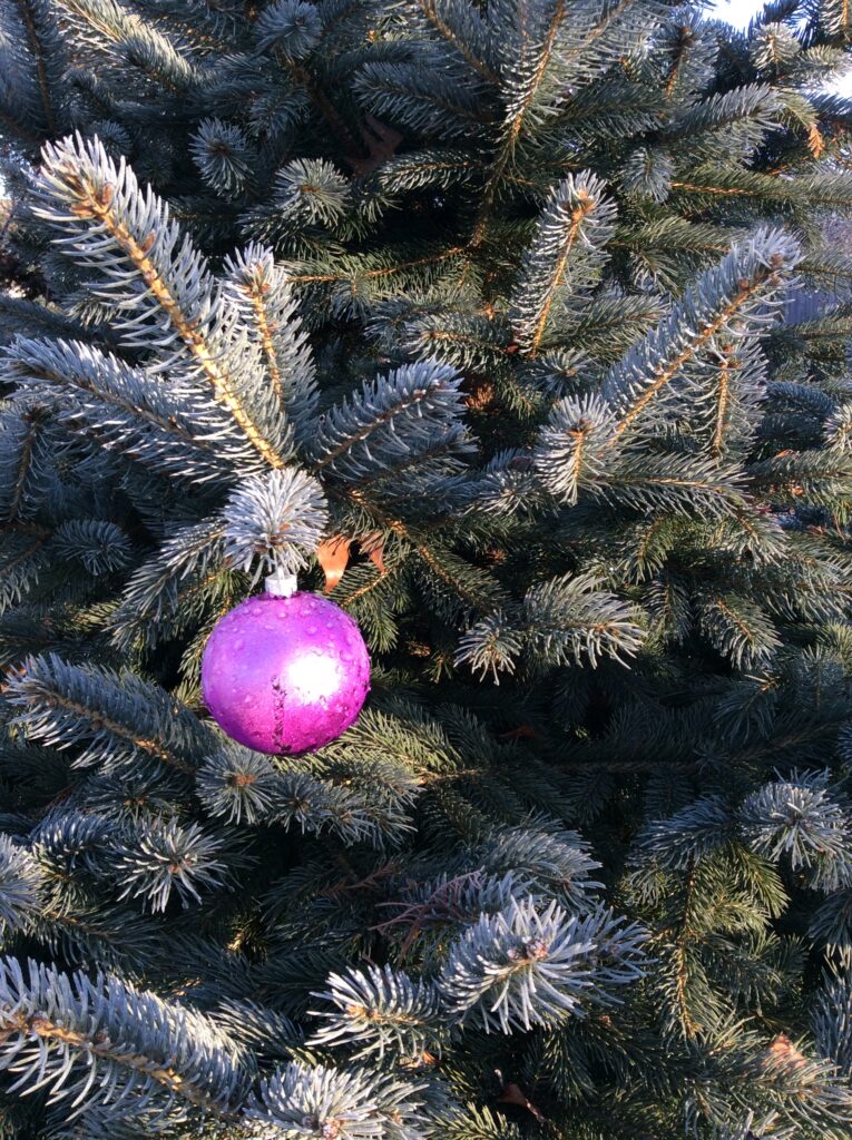 All About Christmas Trees