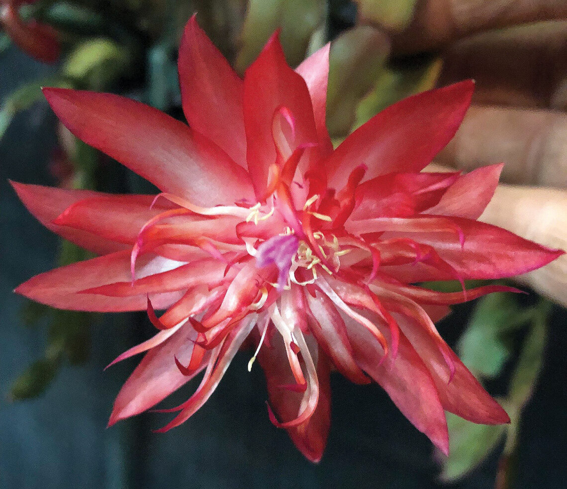 Holiday Cactus