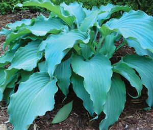 2023 Hostas of the Year