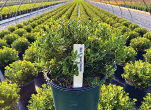 ilex_forever_emerald_Overdevest_fmt