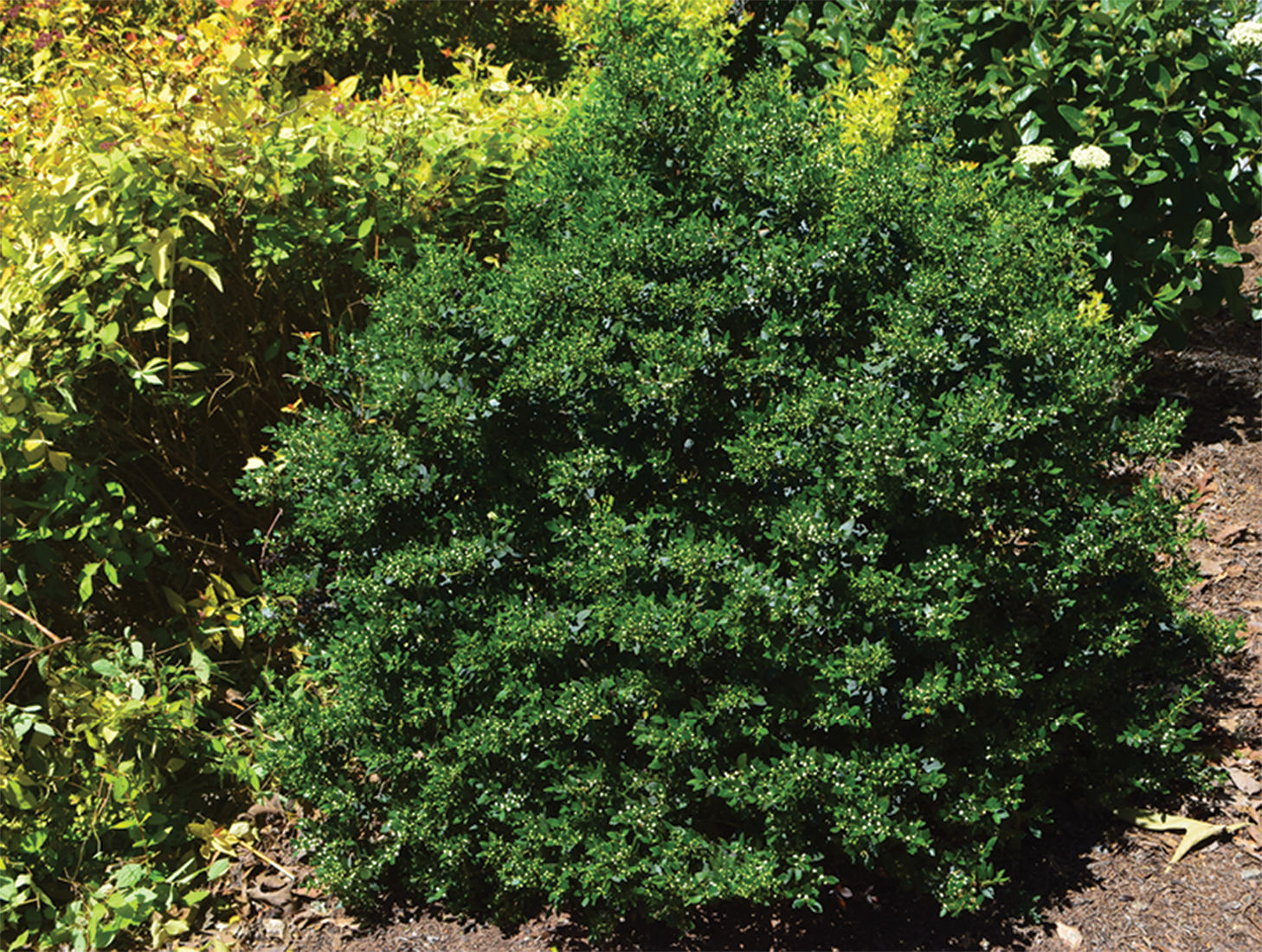 ilex_glabra_forever_emerald_pii_4_years_old_fmt