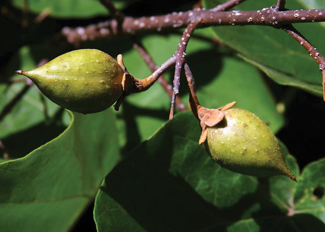 Invasive Princess Tree