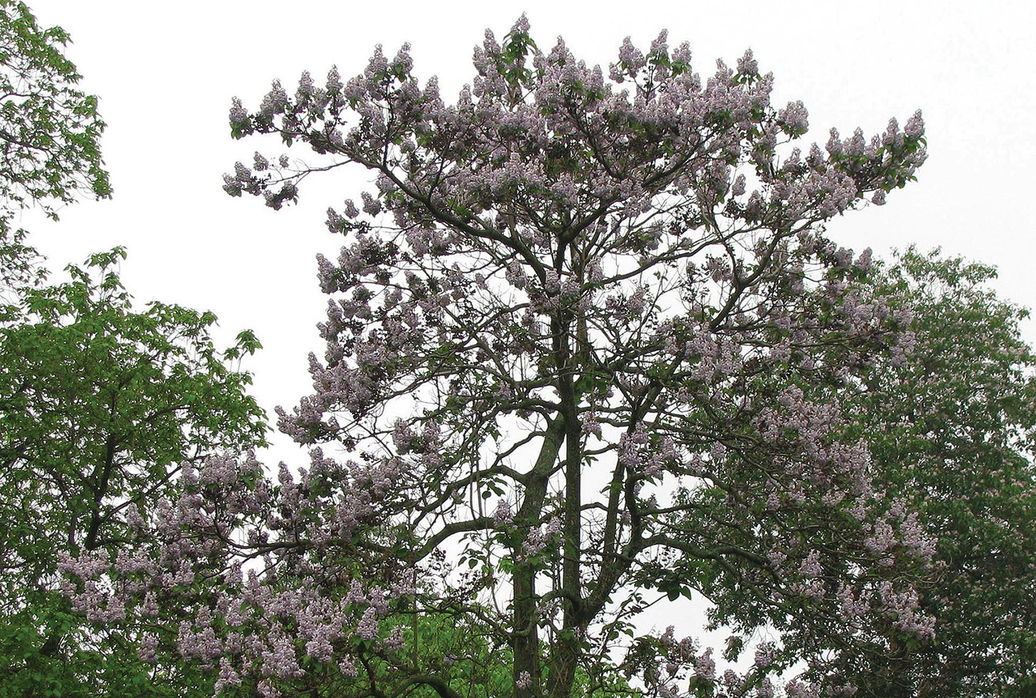 Invasive Princess Tree