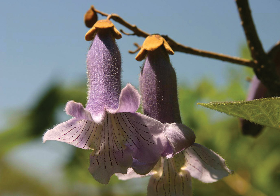 Invasive Princess Tree