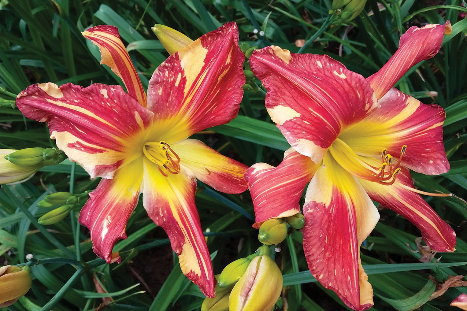 New Daylilies from Local Hybridizers