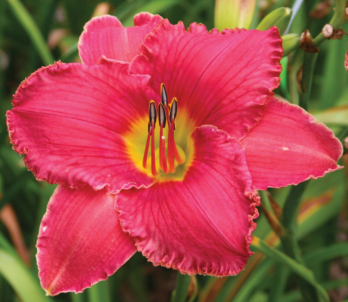 New Daylilies from Local Hybridizers