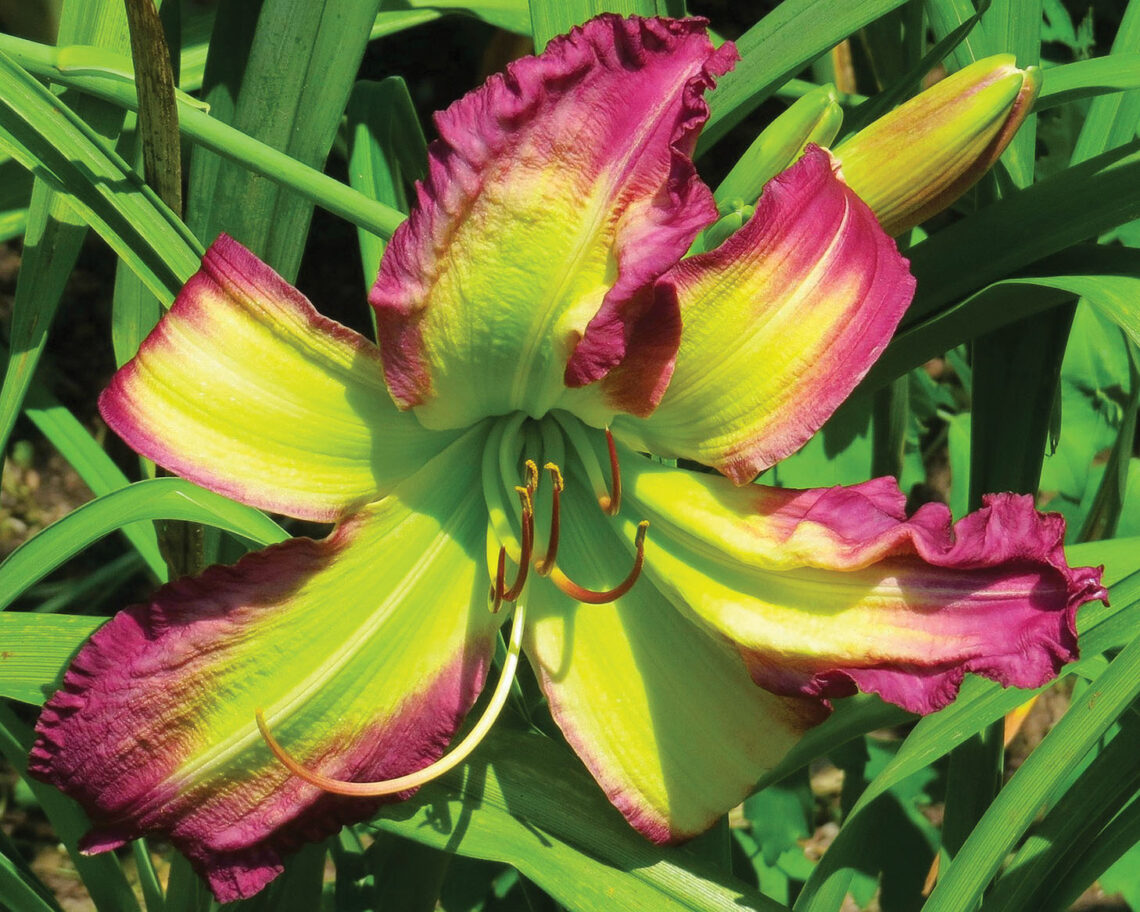 New Daylilies from Local Hybridizers
