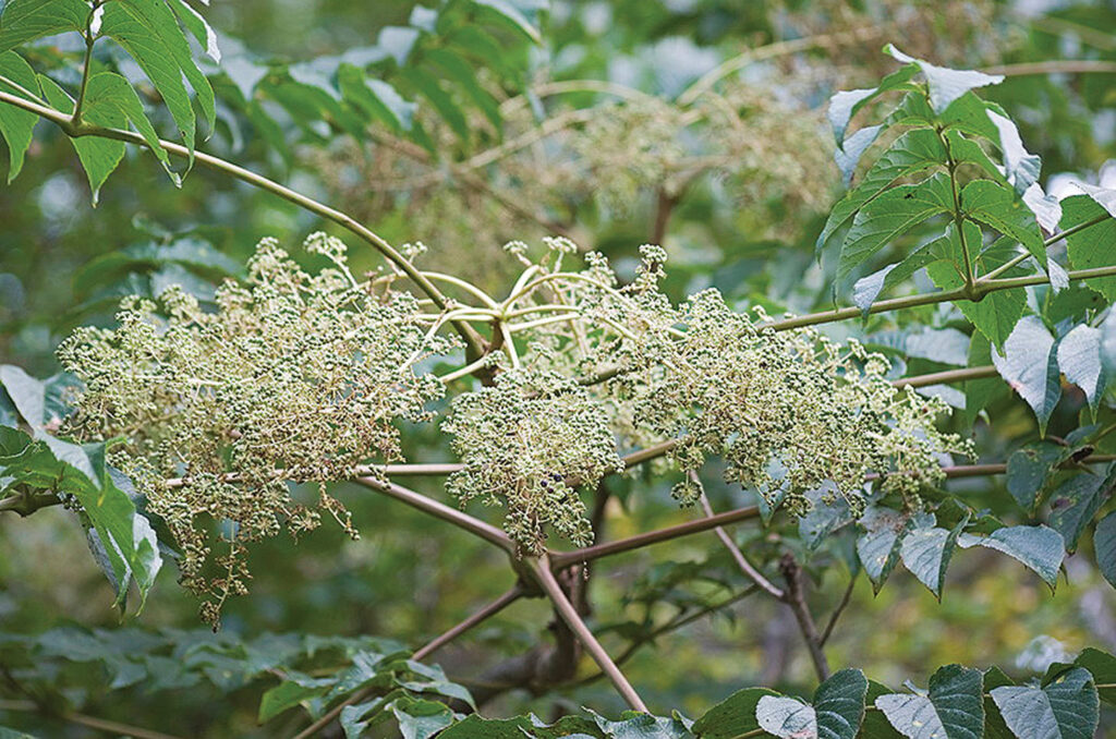 Invasive Japanese Angelica Tree