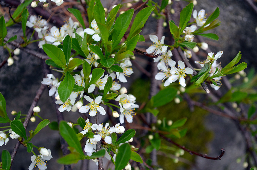 A Native Sprawling Sand Cherry