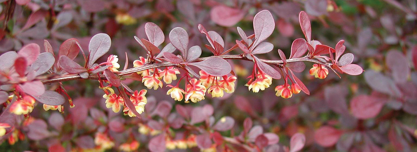 CT’s List of Invasive Plants Grows